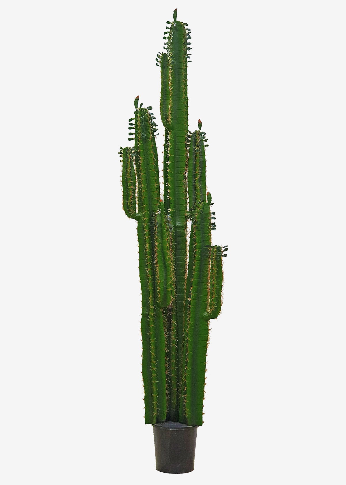 Fake Cactus – Perfect Plants