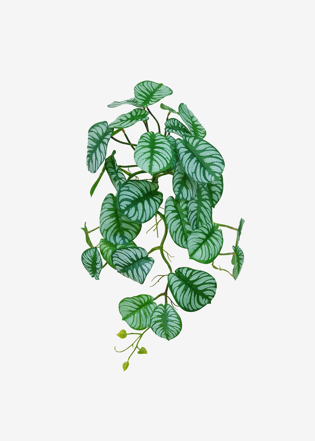 Silver Prayer Trailing Plants – Perfect Plants